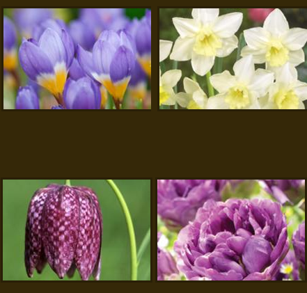 FREE Spring Flower Bulbs | Gratisfaction UK